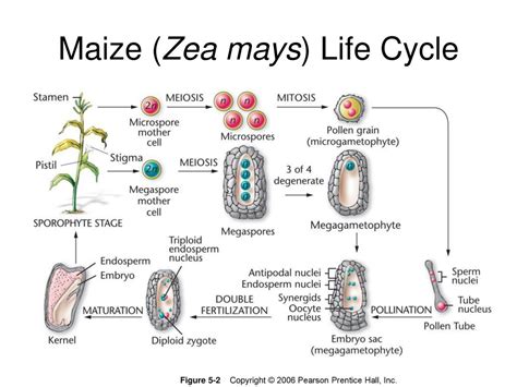 Sex Determination And Sex Chromosomes Ppt Download