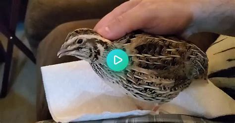 Peanut Hamper Enjoying Sctitches Album On Imgur