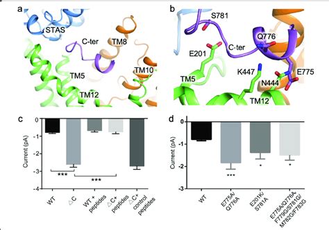 C Terminus Binding Alters Transport Function A The C Terminal Sequence Download Scientific