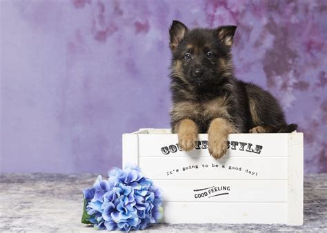 Cory Shepherd Kingdom