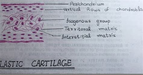 Histology Slides Database Elastic Cartilage High Resolution Histology