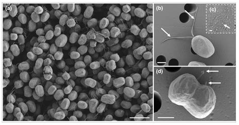 Taxonomical Physiological And Biochemical Characteristics Of