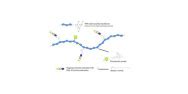 Ls Tetrasaccharide A Lsta Grafted On Polyacrylamide Paa With