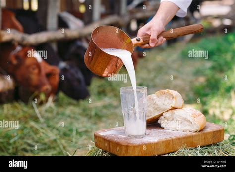 Cow Milk Bucket Stock