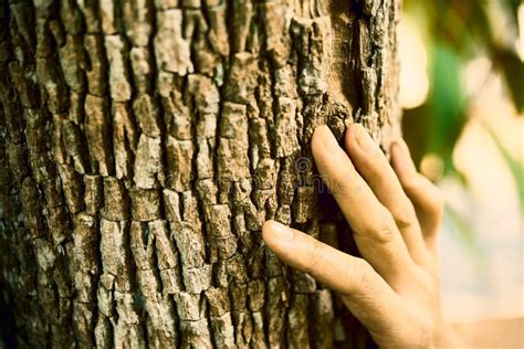 Person Touching Tree Bark Stock Image Image Of Woods 142904863