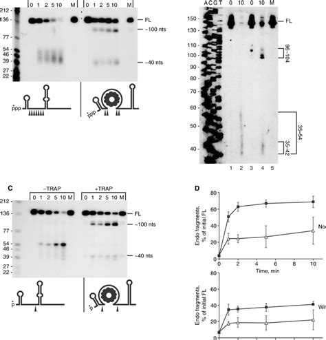 Analysis Of Rnase J1 Endonuclease Activity On Trp Leader Rna Bearing A