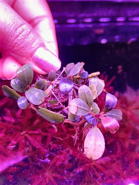 Bucephalandra Broad Leaf Natureaquaticsnepal