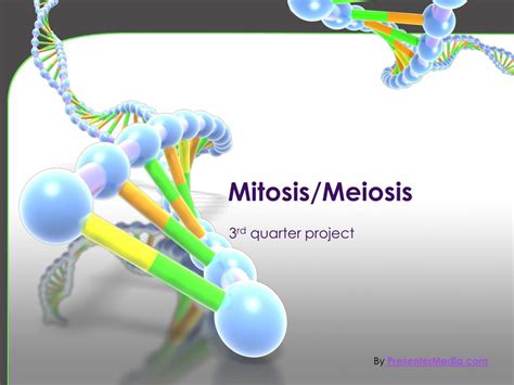 Ppt Mitosis Meiosis Powerpoint Presentation Free Download Id 1948499