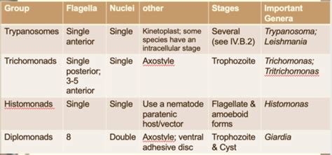 Parasitology Flagellates Flashcards Quizlet