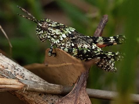 Hexapods Subphylum Hexapoda The Northern Rivers Project