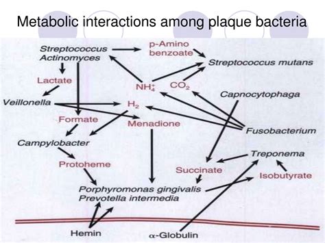 Ppt Dental Plaque Powerpoint Presentation Free Download Id9511546