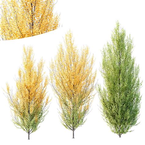 Hq Plants Acer X Freemanii Freeman Maple Sapindaceae Set06 3d Model Download Maxve
