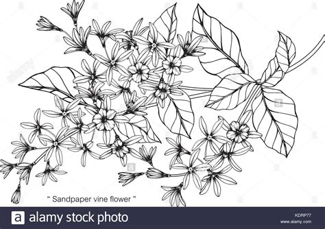 Sandpaper Vine Flower Drawing Illustration Black And White With Line