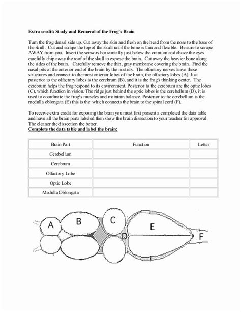 50 Frog Dissection Worksheet Answer Key Chessmuseum Template Library