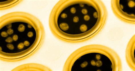 Histologist What Is It And What Do They Do Avery Fairbank