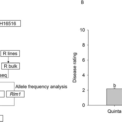 Schematic Flowchart And Disease Ratings A Schematic Flowchart Of The