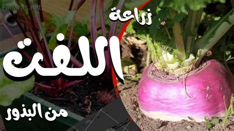 زراعة اللفت من البذور Youtube
