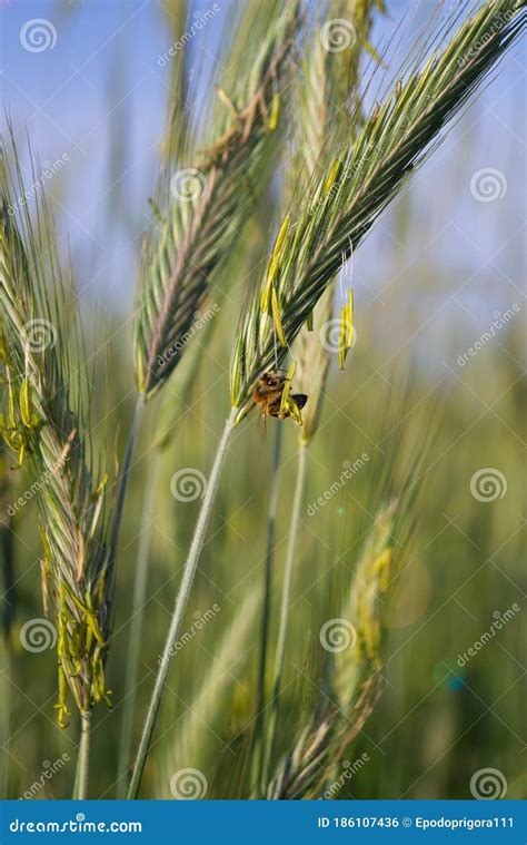 Pollination Of Wheat With Bees A Bee Sucks Nectar On A Spikelet Of