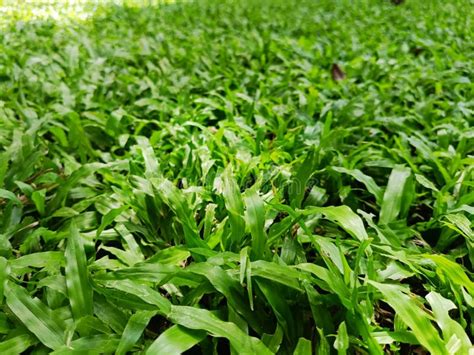 Green Grass Texture For Background Green Lawn Pattern And Texture Background Close Up Stock