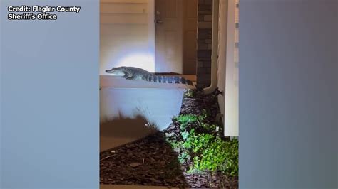 Watch Alligator Spotted On Doorstep Of Florida Home Wfla