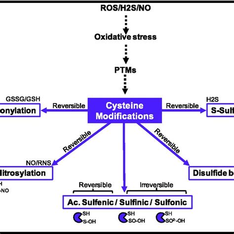 Overview Of Cysteine Post Translational Modifications PTMs GSH