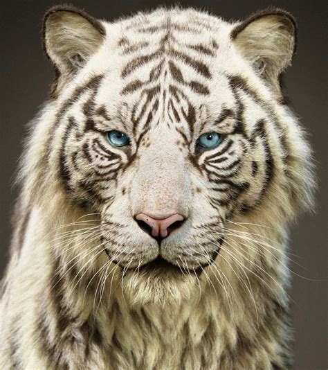 New Tiger Models Massimo Righi