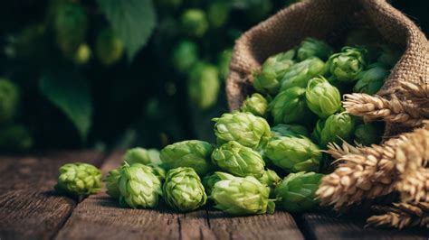 This Us State Produces The Most Hops And Its A Must Visit For Beer Lovers