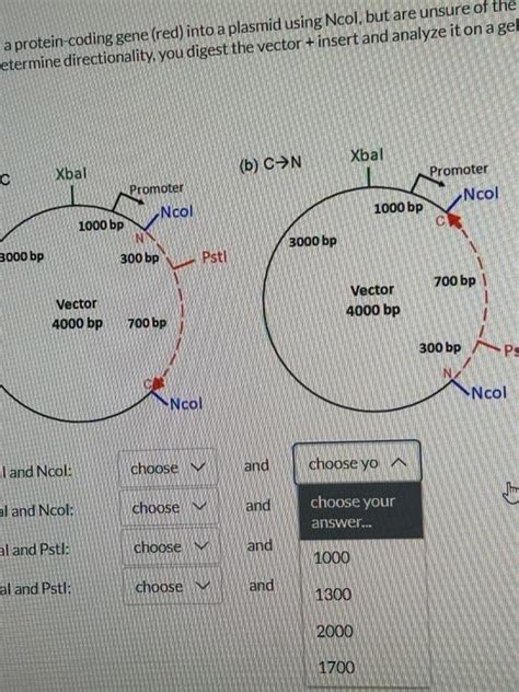 5 Points You Insert A Protein Coding Gene Red Into