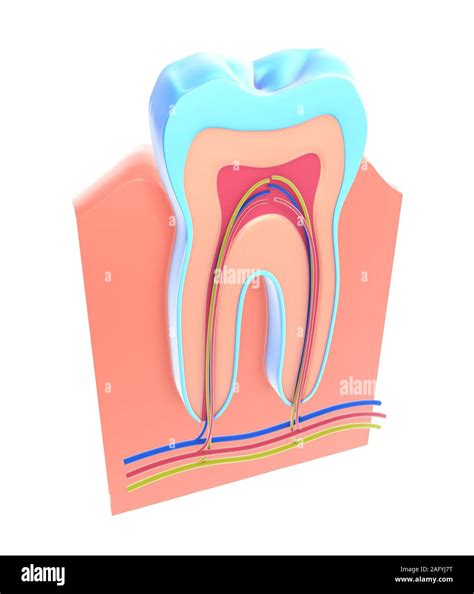 3d Illustration Of The Section Of A Tooth Showing The Anatomical