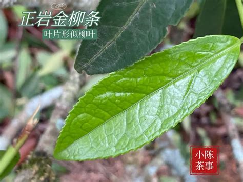 岩茶的分类，可不只是水仙、肉桂、大红袍，花3分钟看完涨知识百科ta说