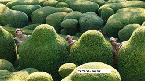 Celebrate World Topiary Day