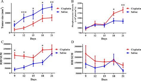 The Phosphorescence Imaging In Vivo And Immunohistochemical Stain A