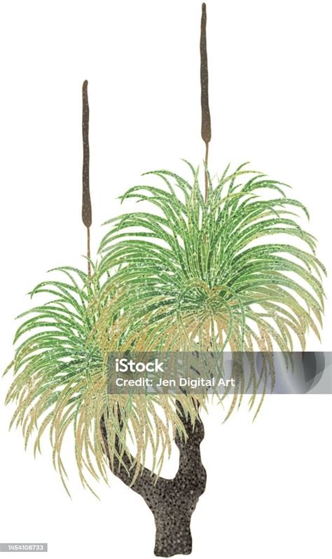 Australian Xanthorrhoea Grasstree Illustration Stock Illustration