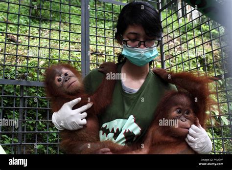 Sumatranorangutanconservationprogram