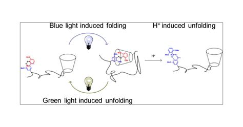 Dual Stimuli Responsive Single Chain Polymer Folding Via Intrachain