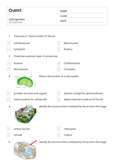 50 Plant Parts And Their Functions Worksheets On Quizizz Free And Printable