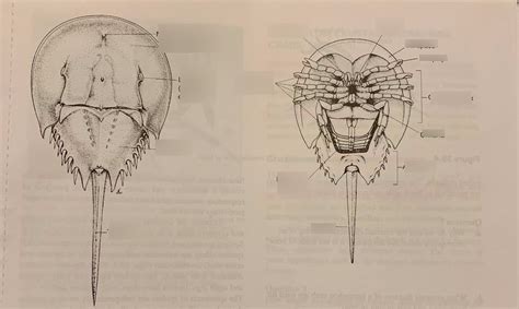 Dorsal And Ventral View Of Class Merostomata Diagram Quizlet