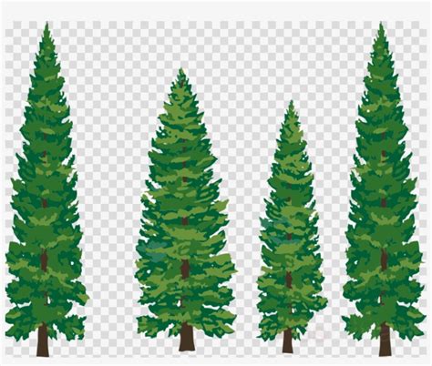 Download Drawn Pine Tree Clipart Fir Lodgepole Pine Free Pine Trees