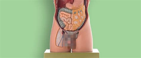 Food And Sex The Perfect Meals To Eat Before Sex