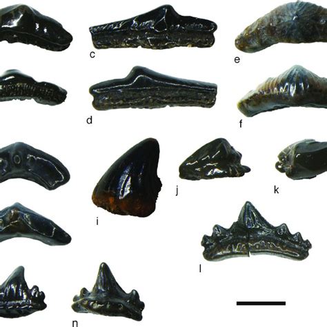 Omnh 78594 Isolated Lm4 Of Dryolestes Priscus In Occlusal A Download Scientific Diagram