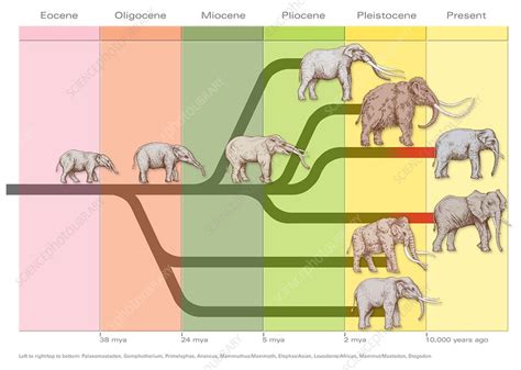 Elephant Evolution Diagram Stock Image C0029452 Science Photo