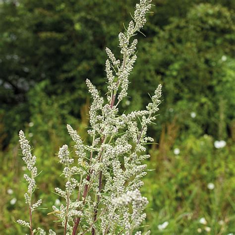 Mugwort Artemisia Vulgaris Identification