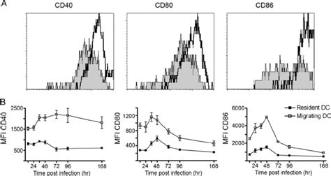 Migrating Cdc Have A More Mature Phenotype Than Do Ln Resident Cdc A