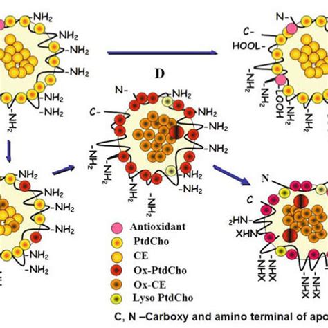 PDF Oxidized Low Density Lipoprotein