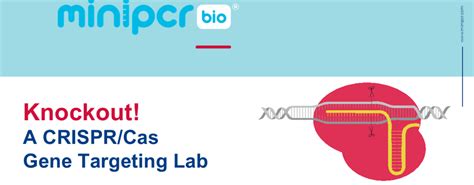 Webinar Knockout A Crisprcas Gene Editing Lab Minipcr Bio