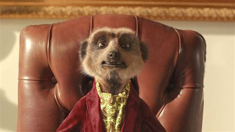 Meerkat Celebrities Aleksandr And Sergei Make Their Way Down Under Bandt