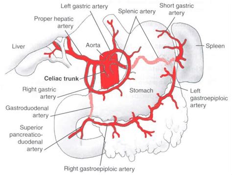 Celiac Trunk Arteries Anatomy Celiac Artery Arteries