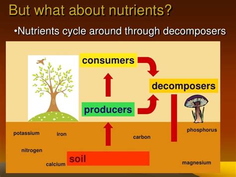 Calcium Cycle In Soil