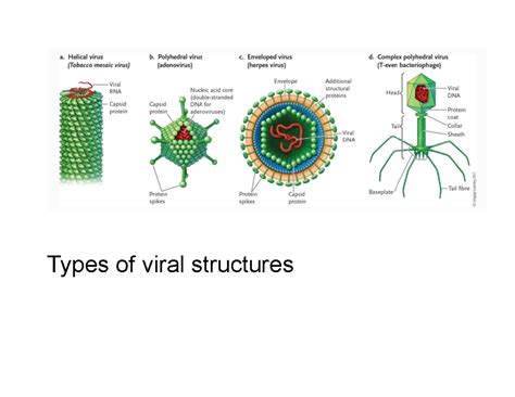 Virus Structures A Helical Virus B Polyhedral Virus C Enveloped Virus D Complex Polyhedral