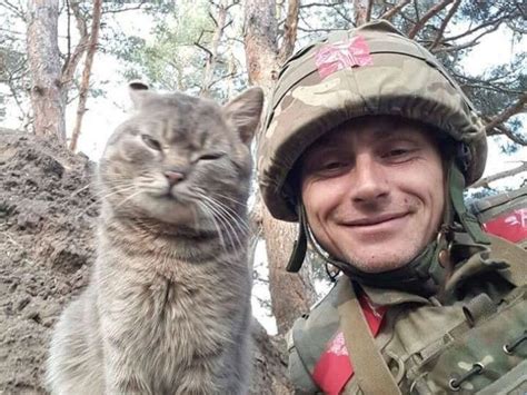 Милые котики Котята Кошачьи